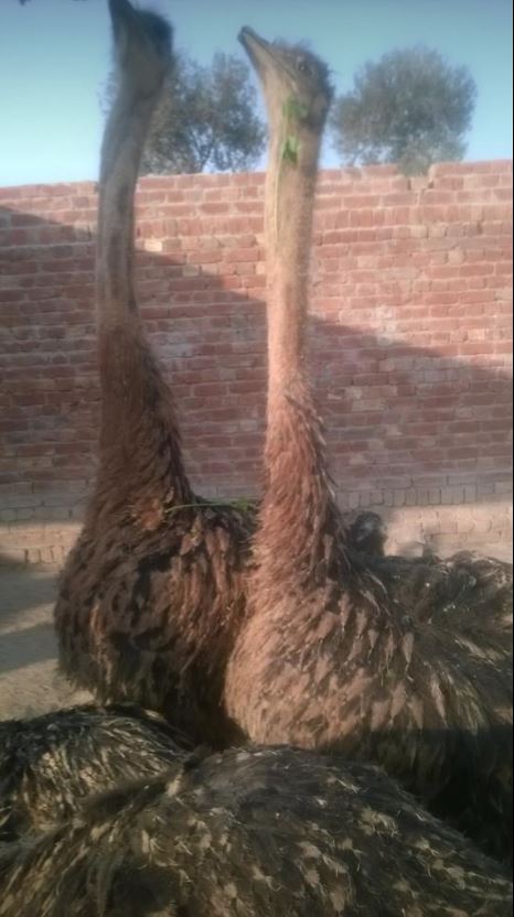 AZHAR Ostrich Form - Kisanlink