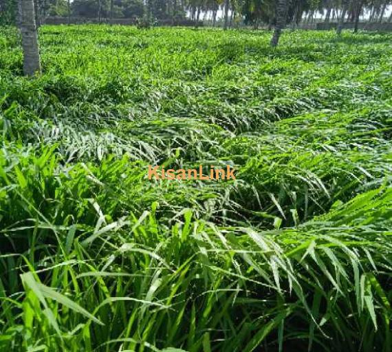 (Green Grass) kohinoor bemisal chara - Kisanlink