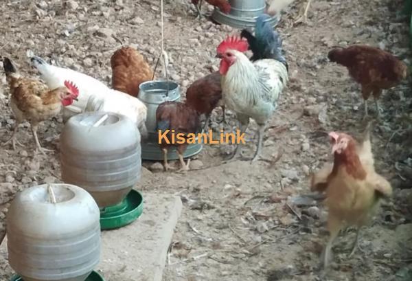 Desi golden misri rooster hens - Kisanlink
