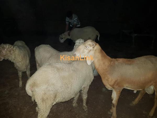 Dumba For Sale - Kisanlink