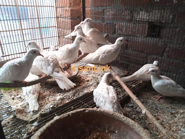 Doves For Sale - Kisanlink