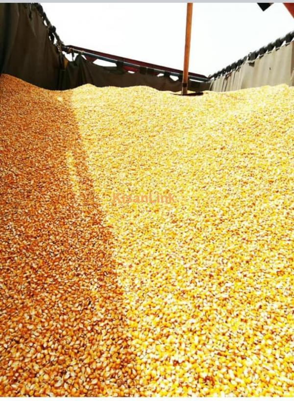Yellow Corn For Export - Kisanlink