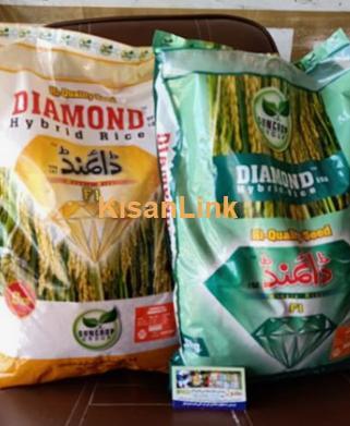Diamond Rice Seeds - Kisanlink