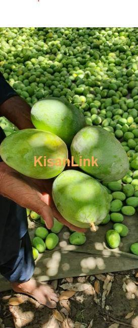 Langra Mango from Rahim Yar Khan ( رحیم یار خان) - Kisanlink