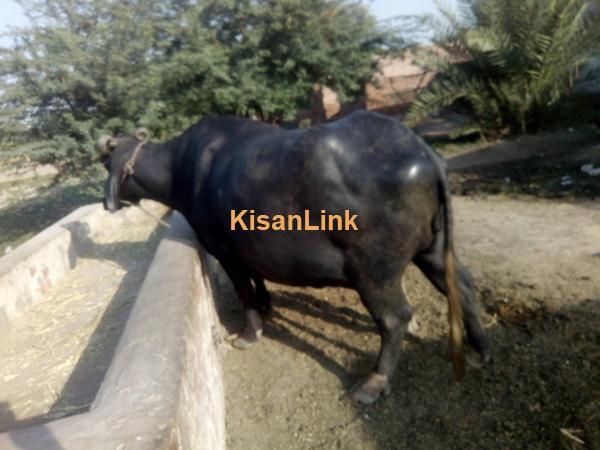 Super Buffalo - Kisanlink