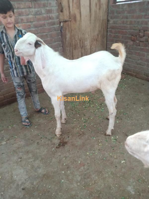 BEAUTIFUL RAJANPURI BREEDER - Kisanlink