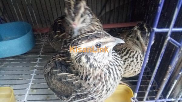 Batair (quail)3 pieces breeder,Trio - Kisanlink