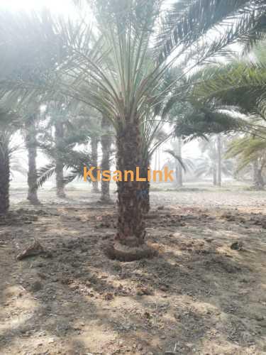 Date pam tree - Kisanlink