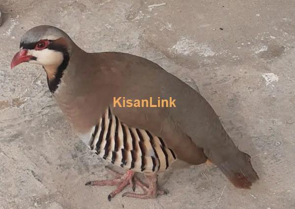 Farmi Chakor - Kisanlink