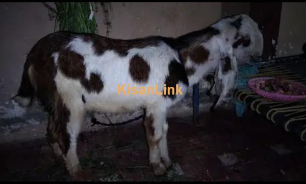 male bakra urgent sale - Kisanlink