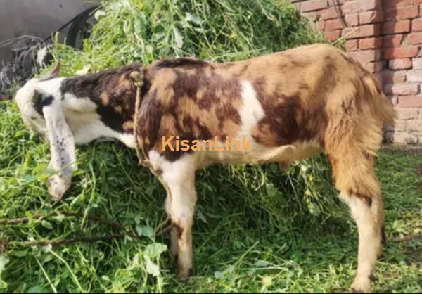 bakra available for sell - Kisanlink