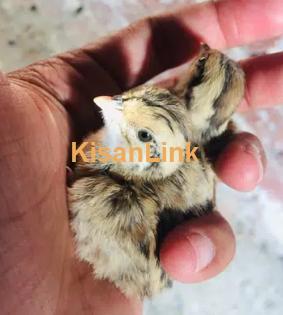 dakhni Teetar ke bachy - Kisanlink