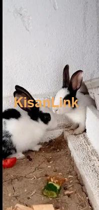 white rabbit - Kisanlink