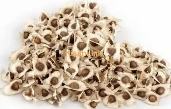 Plant your own miracle tree of Moringa (Sohanjna) with quality seeds ...