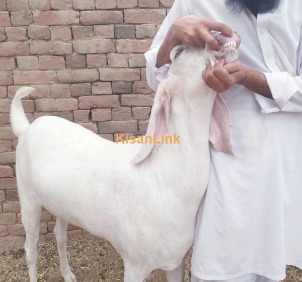 Qurbani Goat - Kisanlink