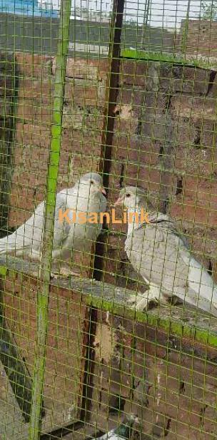African Gary pigeon big size breeder pair sale. - Kisanlink