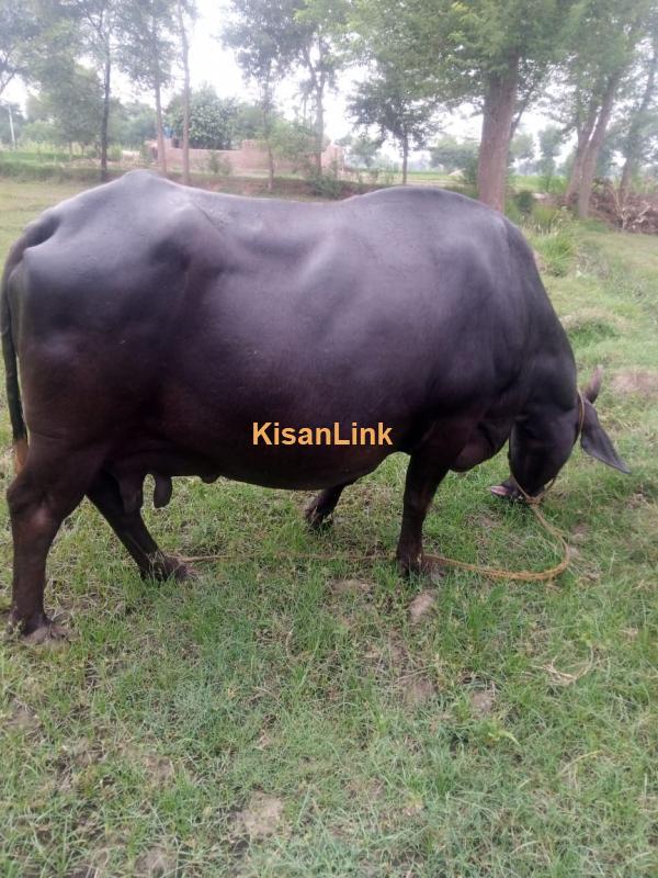For sale - Kisanlink