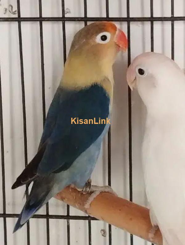 Love Birds Available Ready to breed Pair and Pieces - Kisanlink