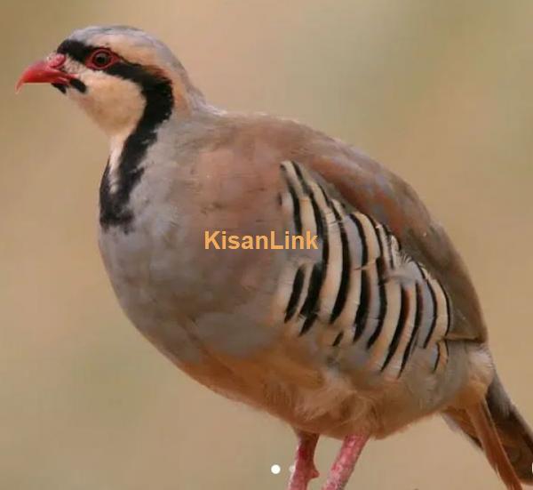 original Chand chakoor - Kisanlink