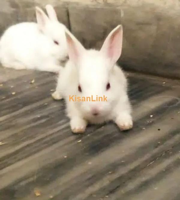 Original Red eyes Rabbits breeders available - Kisanlink