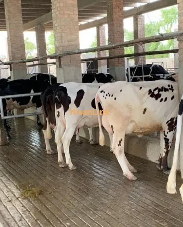 Australian cross breed fresh cows available - Kisanlink